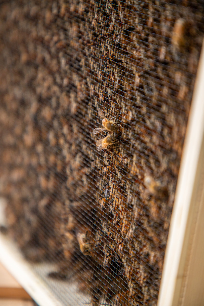 Why You Need to Pre-Order Bee Packages Early – Pierco